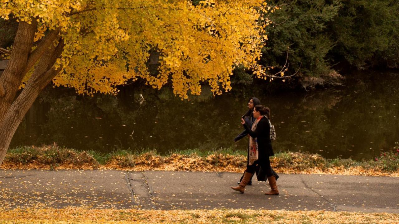 Undergraduate Advising